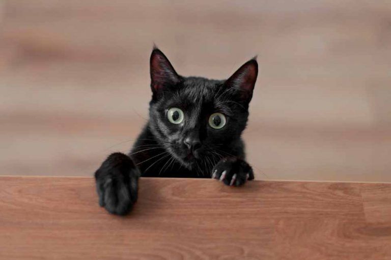 Nombres para gatas negras 2024 】 ️ Con significado! Nombres para gatas negras 2024 】 ️ Con significado!