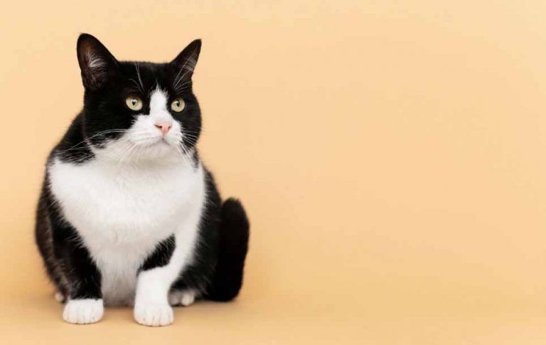 【Nombres para gatas negras con blanco 2023】 ️ Originales! 【Nombres para gatas negras con blanco 2023】 ️ Originales!